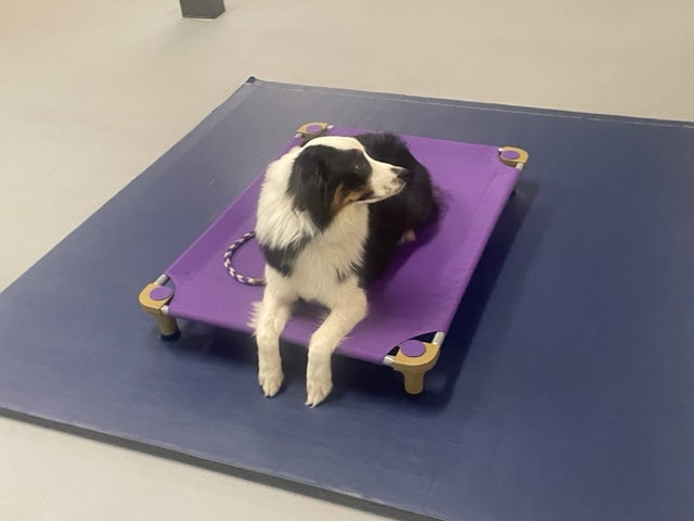 Premium Customized Dog Cots – MyDogCot™